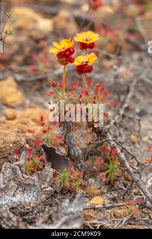 Drosera barbigera, east of Jurien Bay, Western Australia Stock Photo ...