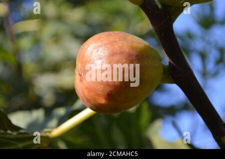 Ripening Fig Tree stock photo Stock Photo - Alamy