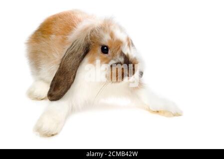 brown-white lop rabbit, isolated on white Stock Photo - Alamy