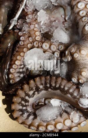 Seafood, close-up parts of raw octopus ready for preparing, view from ...