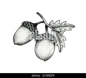 Vintage illustration of oak tree botanical morphology: leaves,flowers ...