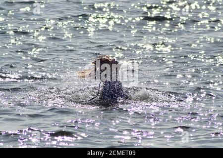 Swimmer breaking the surface 2 Stock Photo - Alamy
