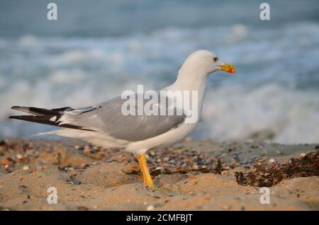 Bird Seagull on the yellow sandy beach close up Stock Photo - Alamy