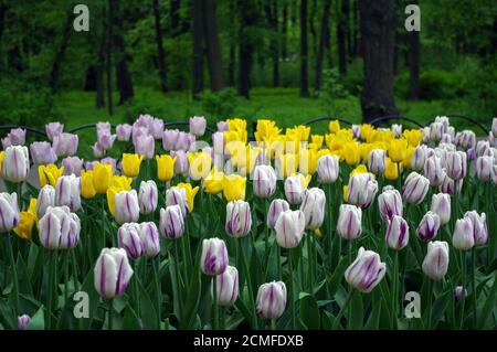 Yellow and pink tulips in park Stock Photo - Alamy