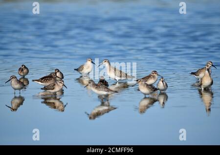 Calidris group is looking for food in its natural habitat. Fauna of ...