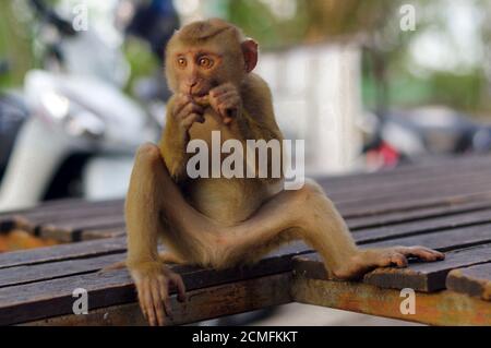 Monkey sitting on a stone and eating fruit Stock Photo - Alamy