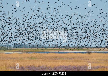 Flock of starlings. Kherson region, Ukraine Stock Photo - Alamy