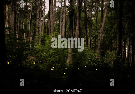 Synchronous Fireflies trail at Congaree National Park in South Carolina ...