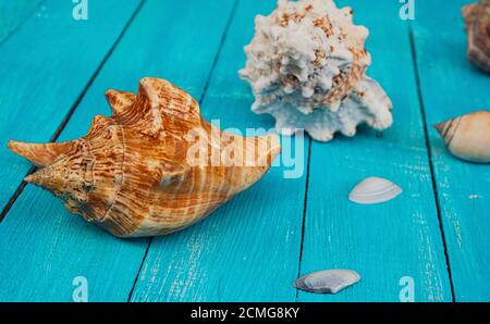 Beautiful seashells on a blue background. Mollusk seashell texture ...