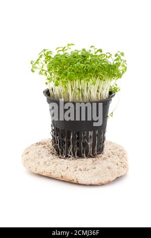 Salad cress growing in white plastic container Stock Photo - Alamy