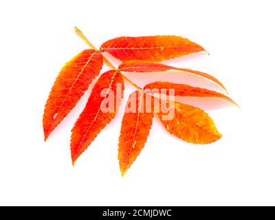 Autumn red leaf isolated on white background. Close-up view Stock Photo ...