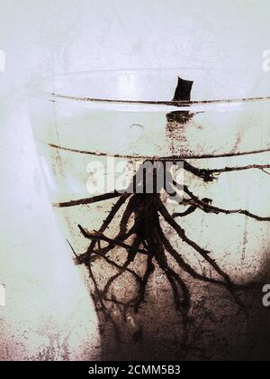 Indoor window planting rooting in glass bottle fibrous roots grow Stock ...