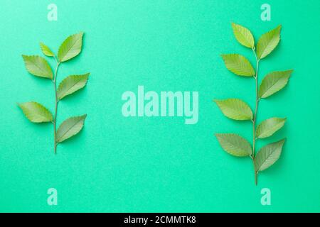 Minimal Composition With Twigs Of Elm Tree Stock Photo - Alamy