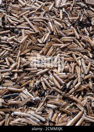Shells dead washed up on the beach Stock Photo - Alamy