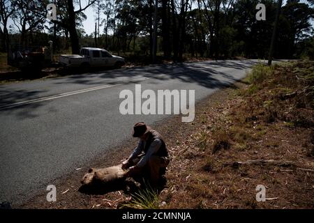 Dead Wombat in Australia Stock Photo - Alamy