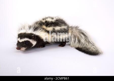 Striped polecat or African Polecat (Ictonyx striatus), captive, Private ...