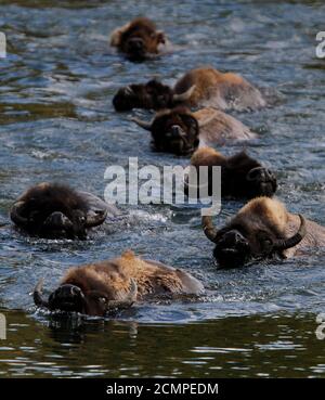 People swimming in a river at Yellowstone National Park Stock Photo - Alamy