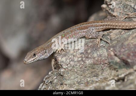 Atlantic Lizard (Gallotia atlantica) endemic reptile of Fuerteventura ...