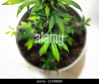 Growing a cannabis bush at home, for medicinal purposes, loosening the ...