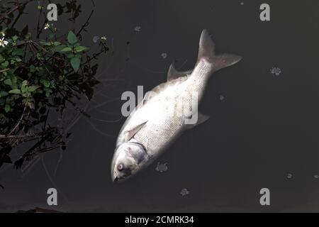 Dead Silver carp (Hypophthalmichthys molitrix) in the pond. Fish ...
