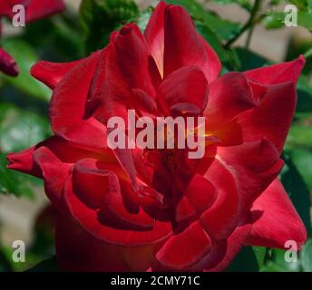 Rosa 'Ruby Wedding', hybrid tea rose in full bloom in an English garden ...