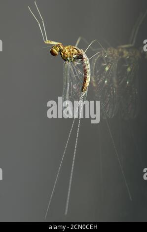 Adult Male Mayfly Insect of the Family Baetidae Stock Photo - Alamy