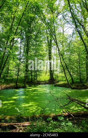 Fontainebleau forest landscape, France Stock Photo - Alamy