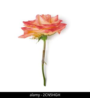 Rose yellow blooming,isolated on background Stock Photo - Alamy