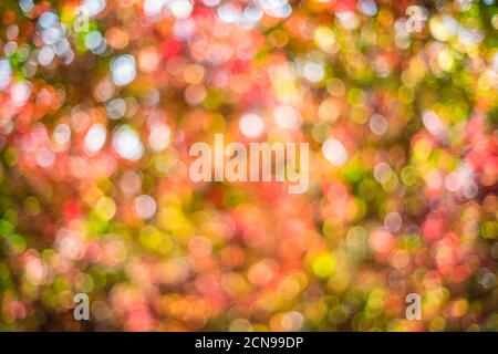 Autumn background with a beautiful multi-colored sunny bokeh Stock ...