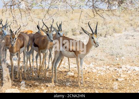 Herd of springbok standing in shade under lone tree, Etosha Pan ...
