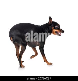 Little dog miniature pinscher dancing on the background of a beautiful ...