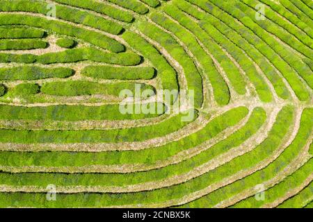 Fresh tea farm Stock Photo - Alamy