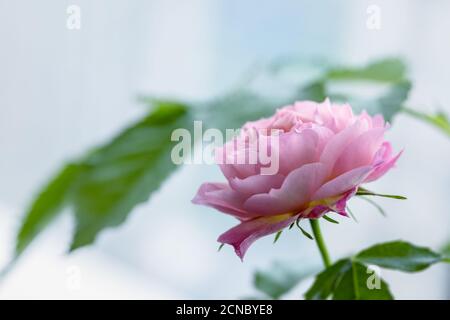 pink pygmy rose in garden home Stock Photo - Alamy
