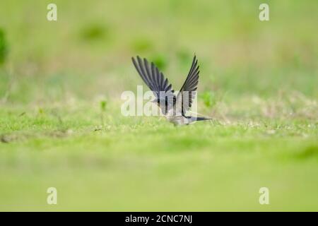 A closeup of a beautiful swallow bird on a metal pole in a garden Stock ...