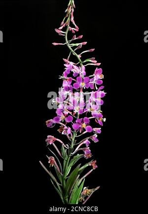 textured old paper background with fireweed Stock Photo - Alamy