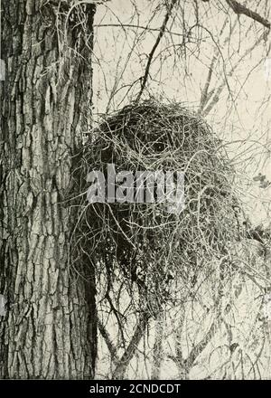 . Bird lore . YOUNG MAGPIE Stock Photo - Alamy