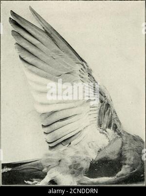 Spinal bones close up bird anatomy spinal cord. Deceased bird carcass ...