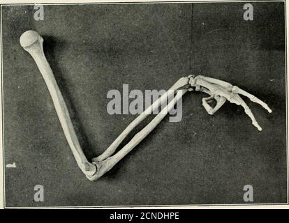 Hummingbird in man's hand Stock Photo - Alamy