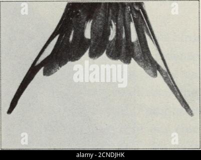 . The bird, its form and function . Frc. 320. Fig. 321. Tail of Bam ...