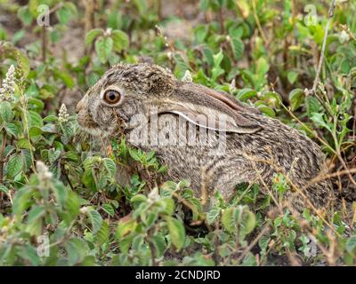 African savanna hare (Lepus victoriae, Lepus microtis), sitting on the ...