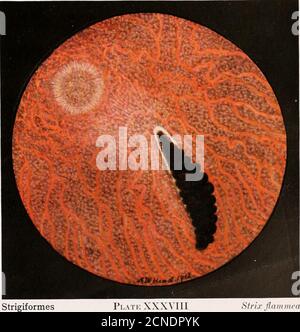 . Comparative anatomy. Anatomy, Comparative. COMPARATIVE ANATOMY the ...