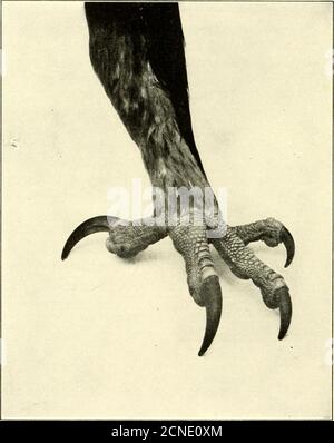 . The bird, its form and function . Fig. 204.—Harpy Eagle. (Courtesy of ...