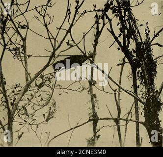large bird foot prints in a dried out clay lake bed, a semi-desert ...