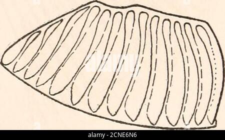 . The fundus oculi of birds, especially as viewed by the ophthalmoscope ...