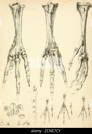 . The dodo and its kindred; or, The history, affinities, and osteology ...