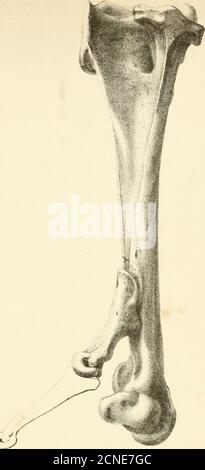 . The dodo and its kindred; or, The history, affinities, and osteology ...