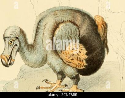 Dodo and other extinct birds Plate 33 Stock Photo - Alamy