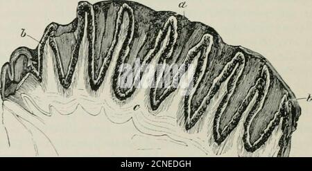 elephas molar tooth at Natural History Museum of London Stock Photo - Alamy