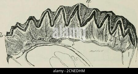 elephas molar tooth at Natural History Museum of London Stock Photo - Alamy