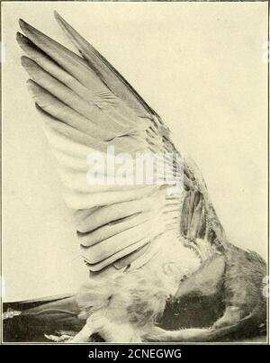 Spinal bones close up bird anatomy spinal cord. Deceased bird carcass ...